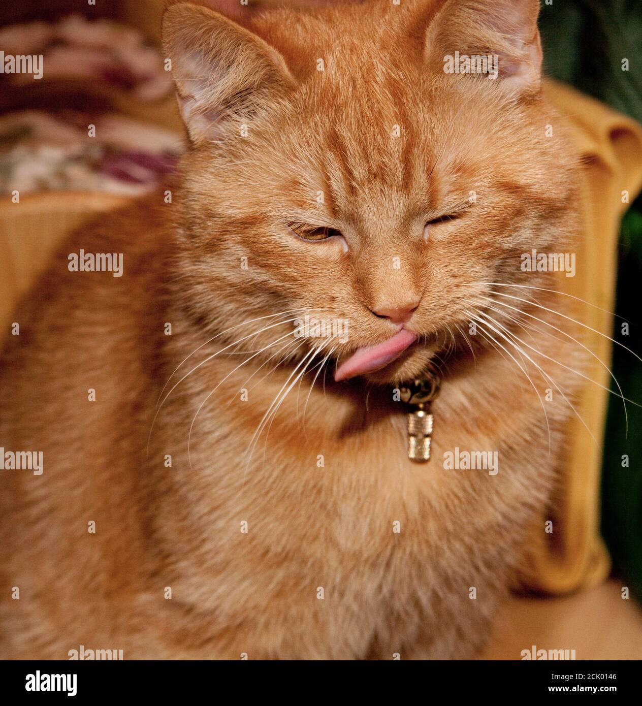 Young red house cat sticking out it tongue Stock Photo - Alamy