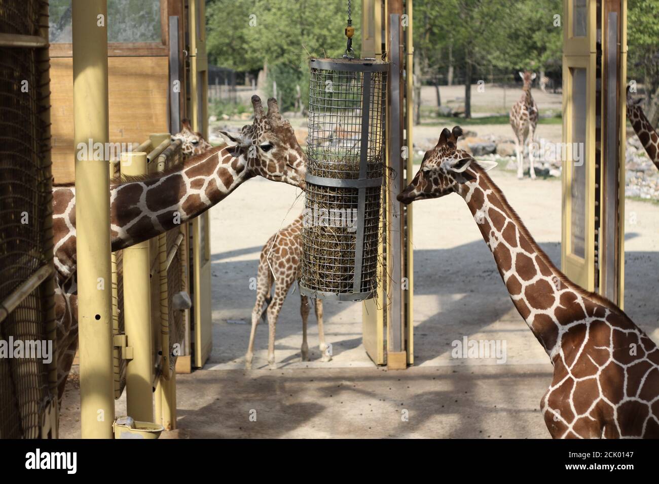 Giraffes eating hay from a hanging feeder at a zoo Stock Photo - Alamy