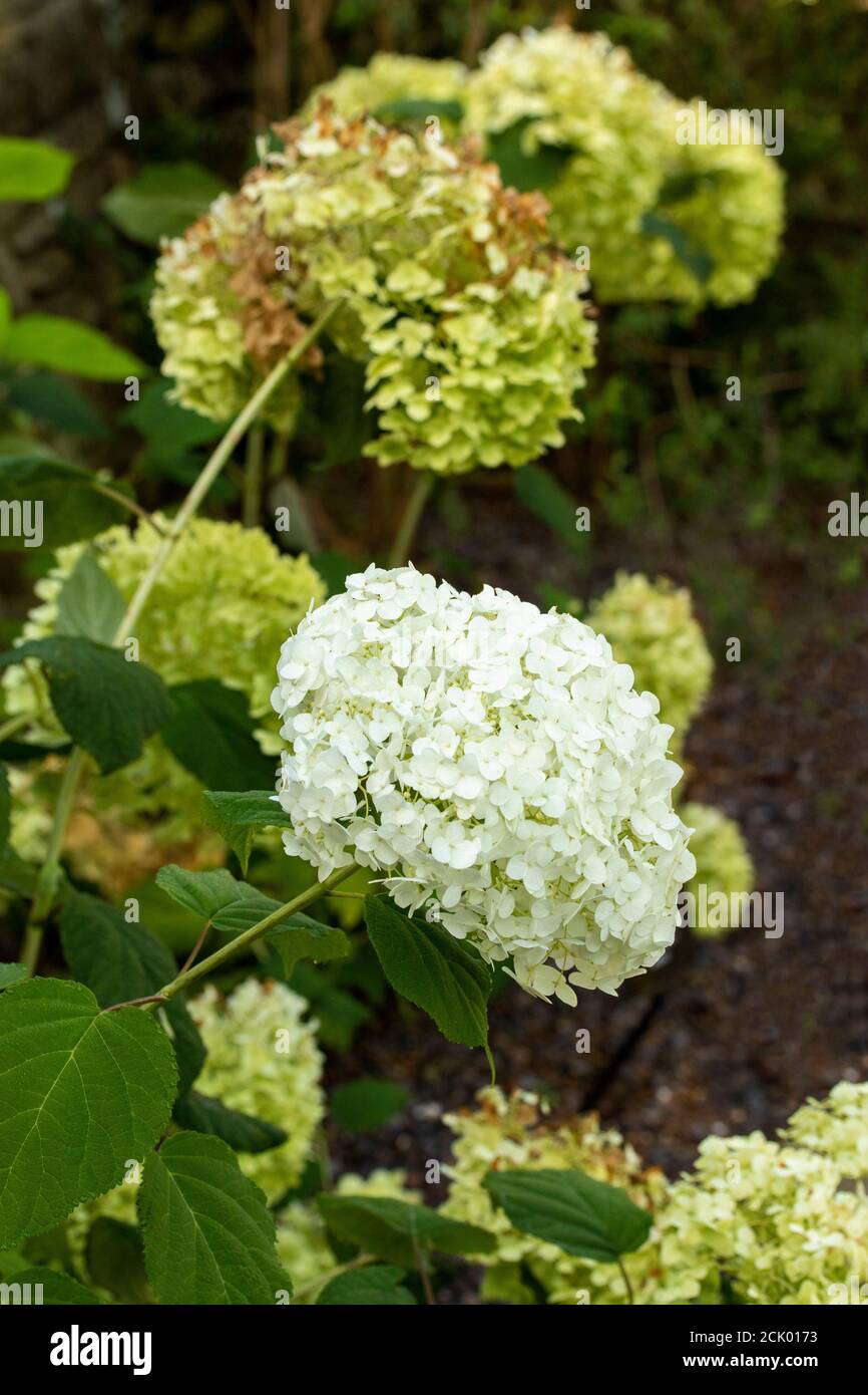 Hydrangea Arborescens 'Strong Annabelle' Stock Photo - Alamy