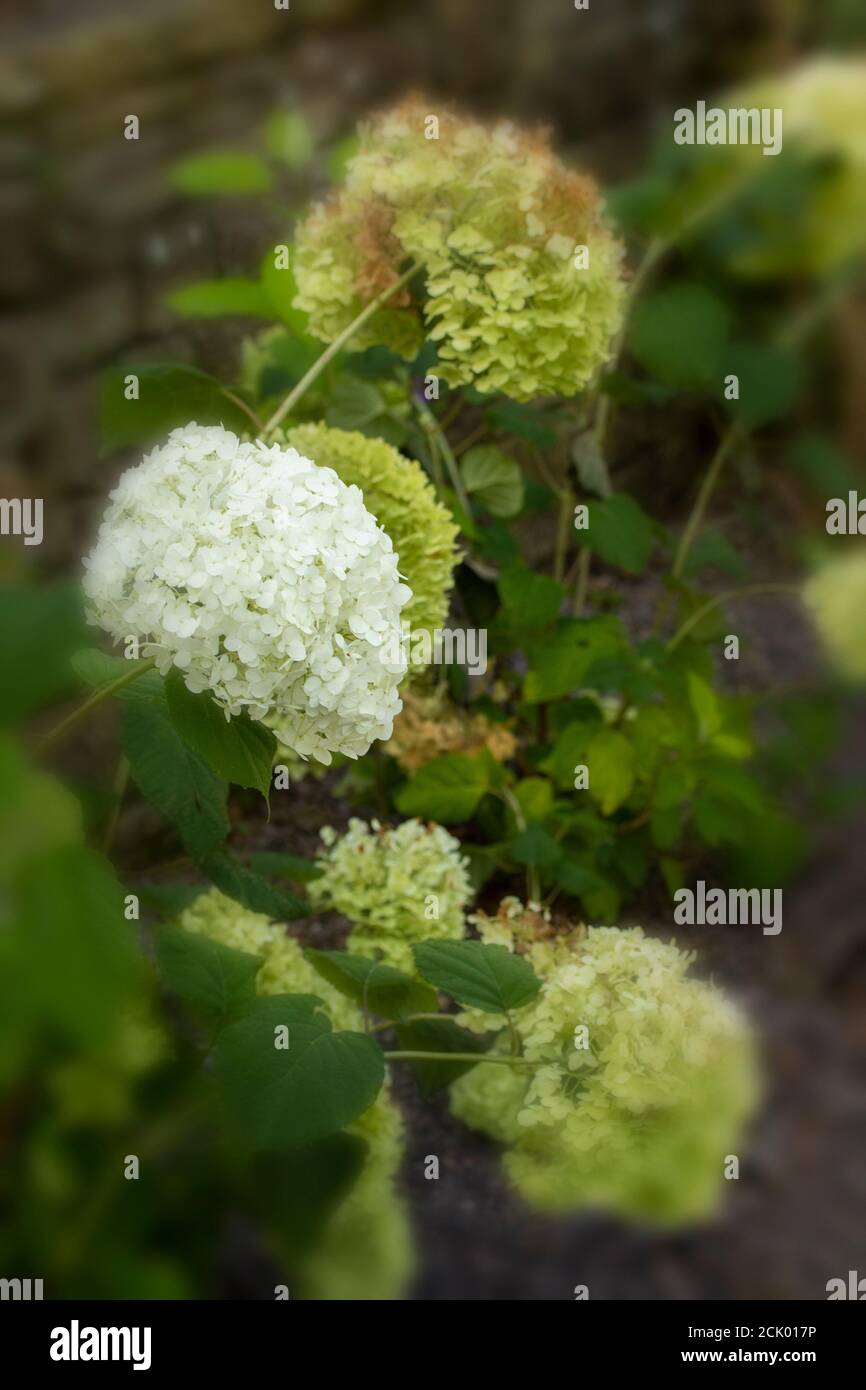 Hydrangea Arborescens 'Strong Annabelle' Stock Photo - Alamy