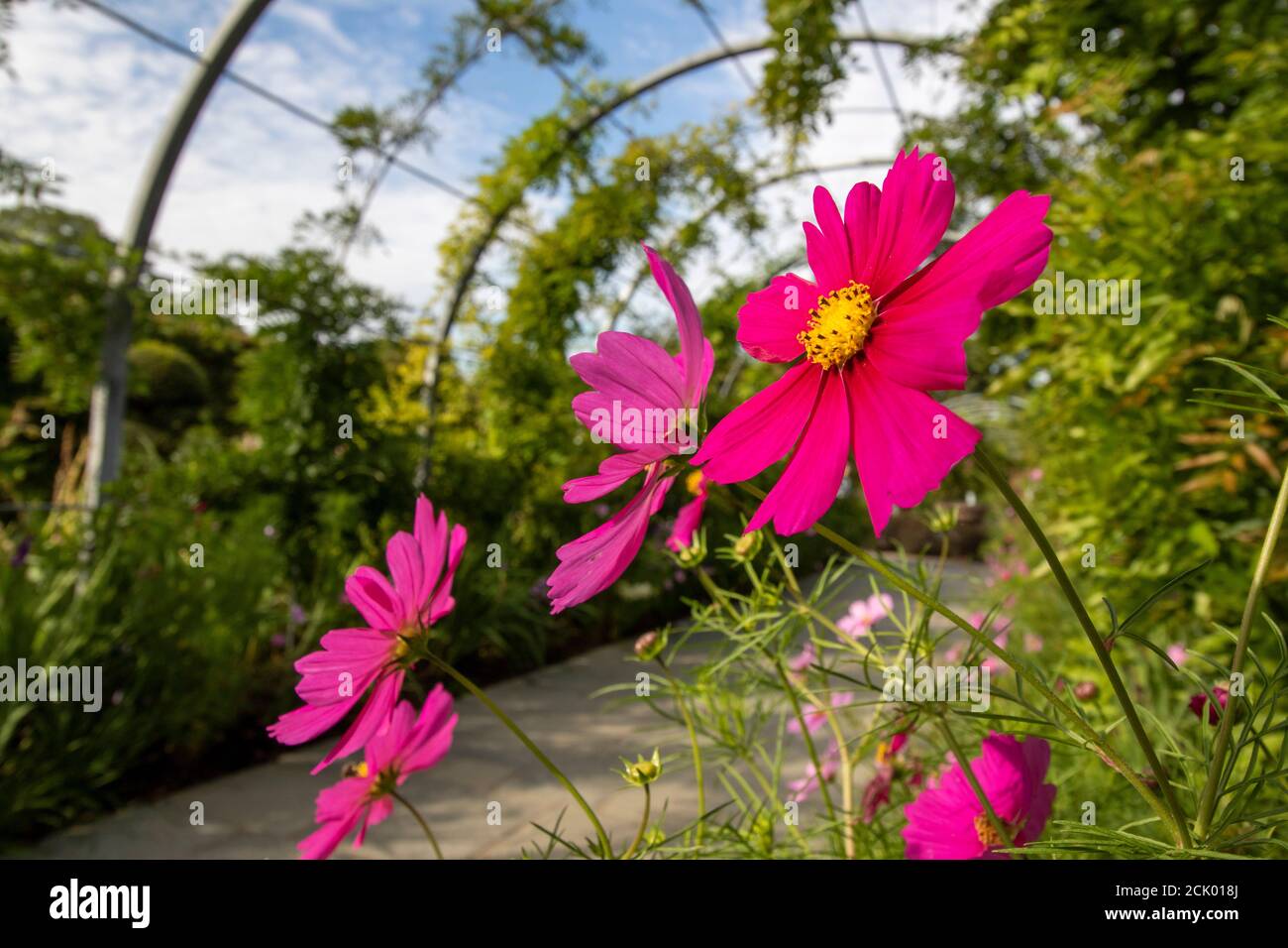 Cosmos flowering in the bright Surrey summer sunshine, England, United ...