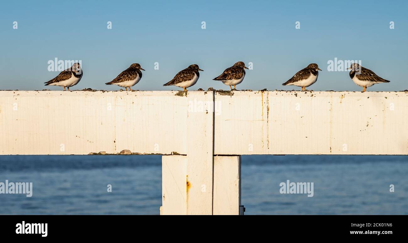 Line-up of six young Ruddy Turnstone birds (Arenaria interpres) on a ...