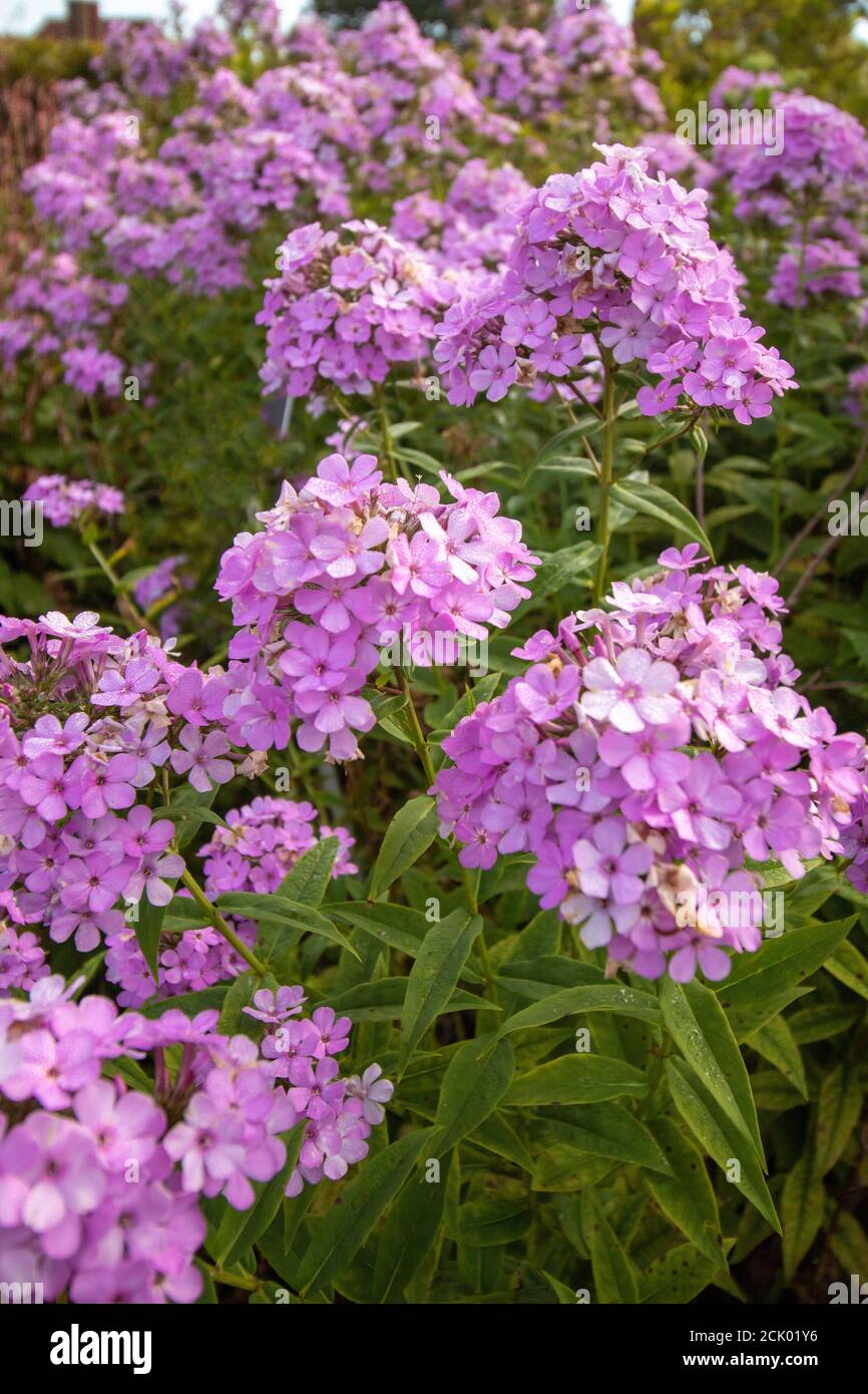Phlox Hummingbird Hawk Moth High Resolution Stock Photography and ...