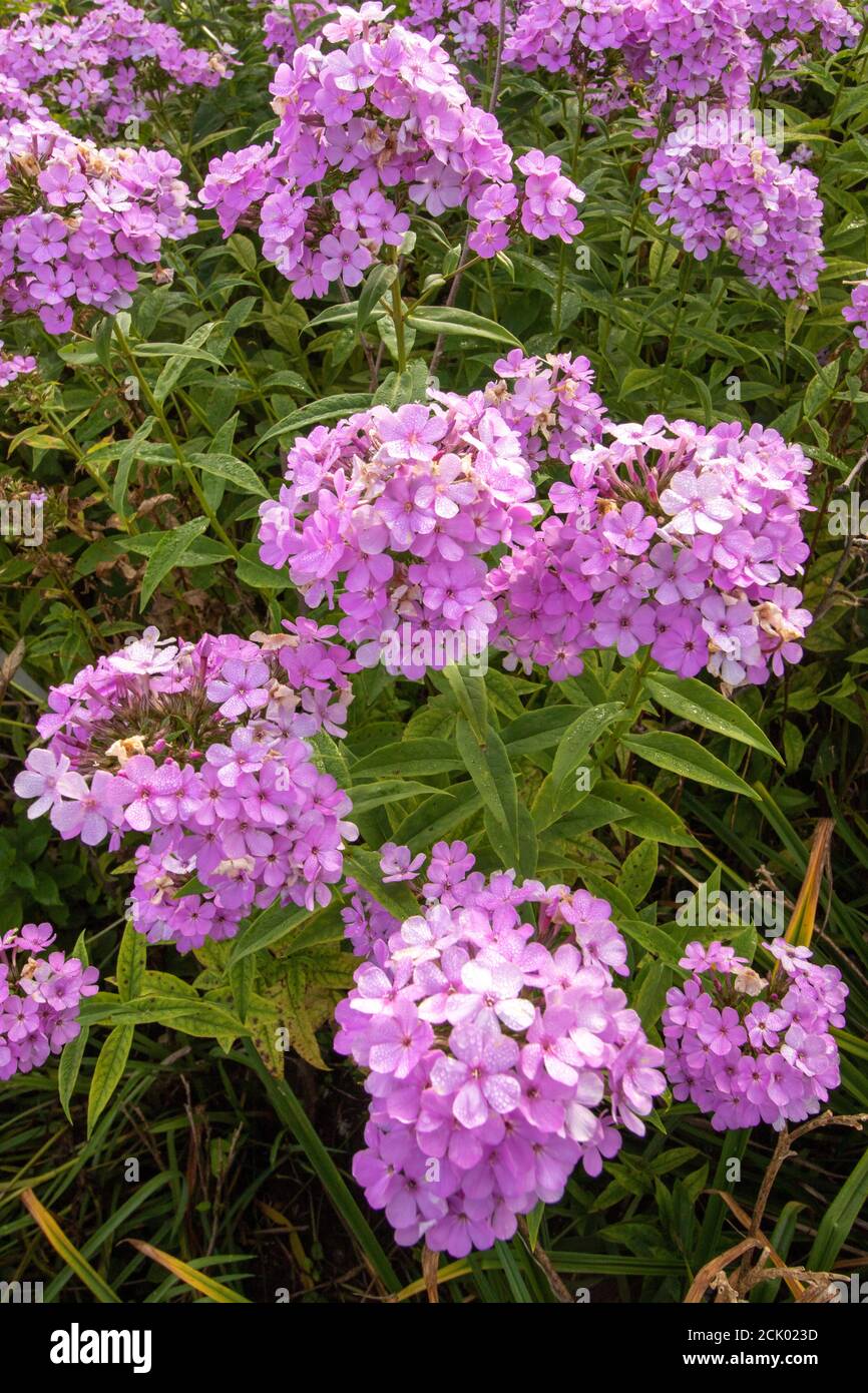 Longitudinally dehiscent capsule hi-res stock photography and images ...