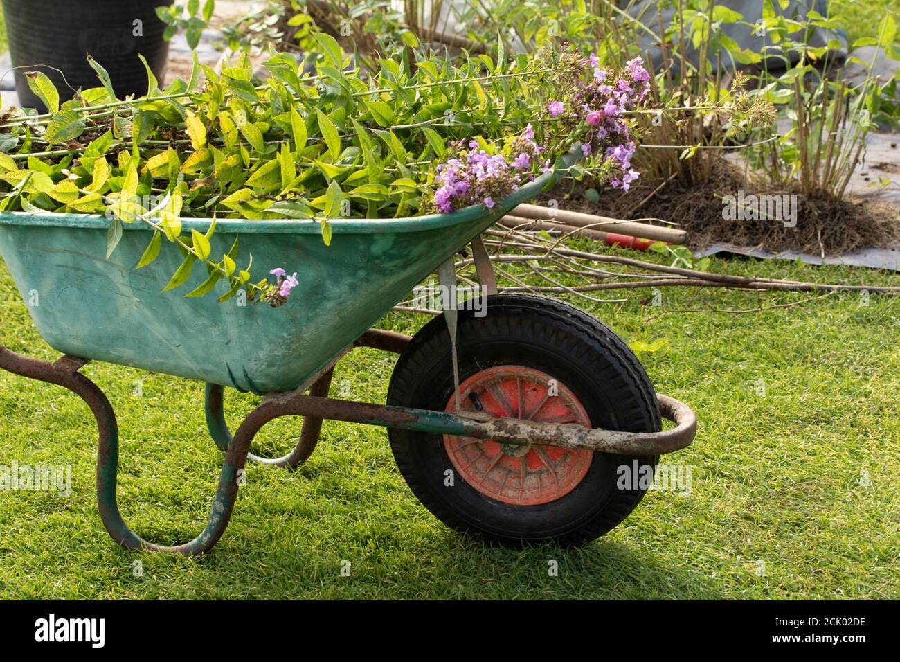 Phlox hummingbird hawk moth hi-res stock photography and images - Alamy