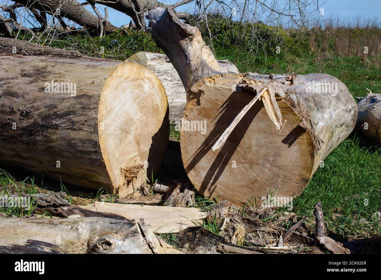 Death of a giant tree Stock Photo - Alamy