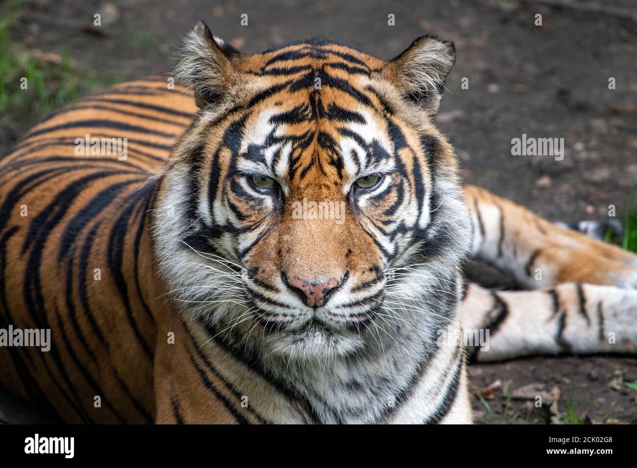 Female Sumatran tiger looking towards camera Stock Photo - Alamy