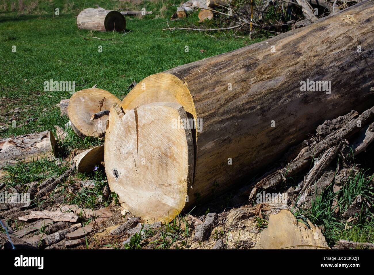 Death of a giant tree Stock Photo - Alamy