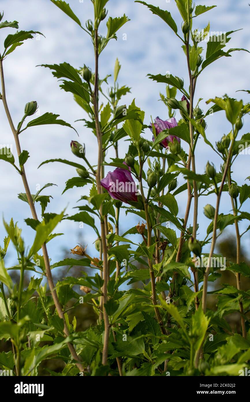 Hibiscus purple pillar hi-res stock photography and images - Alamy