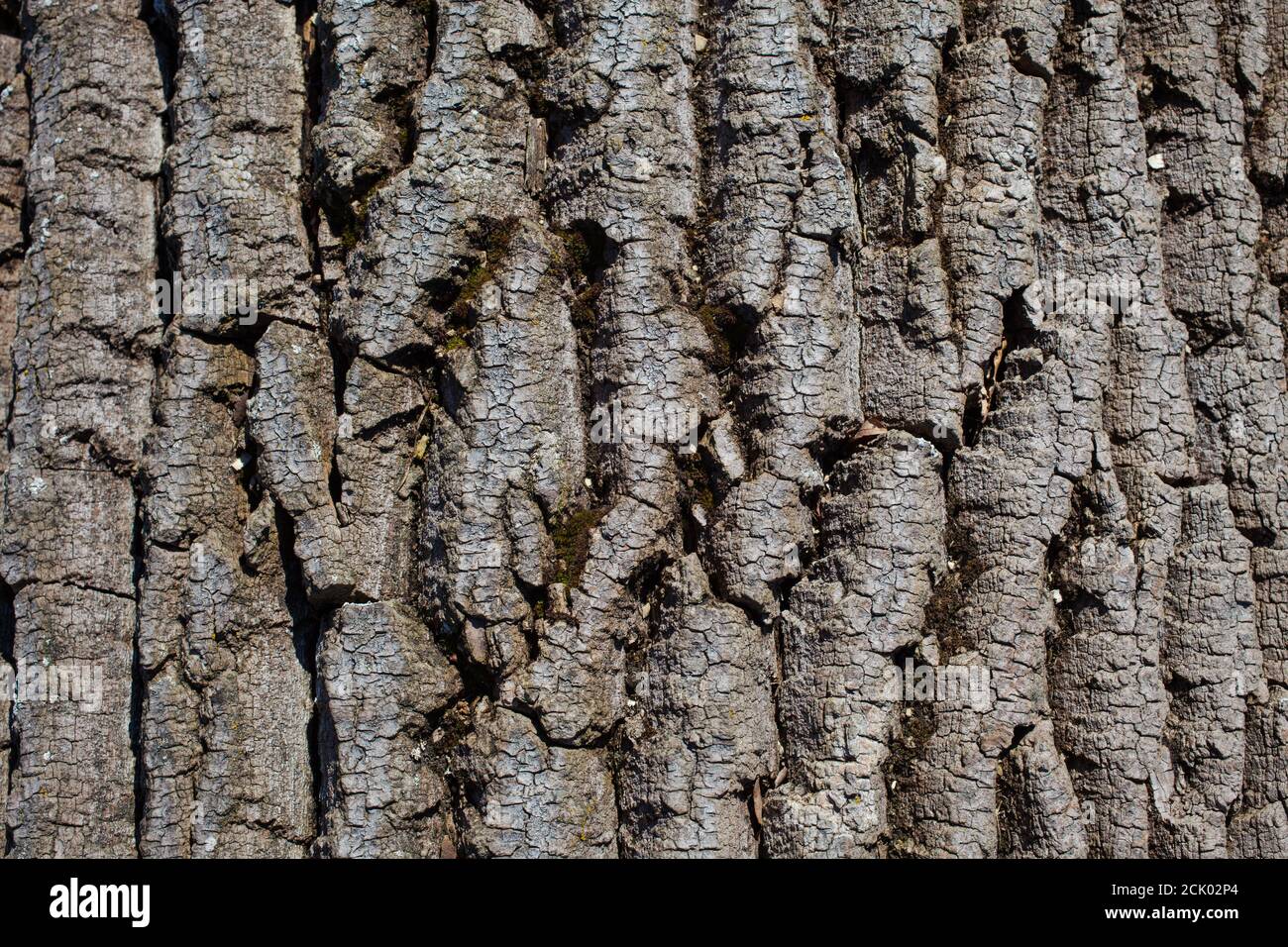 Dead tree materials hi-res stock photography and images - Alamy