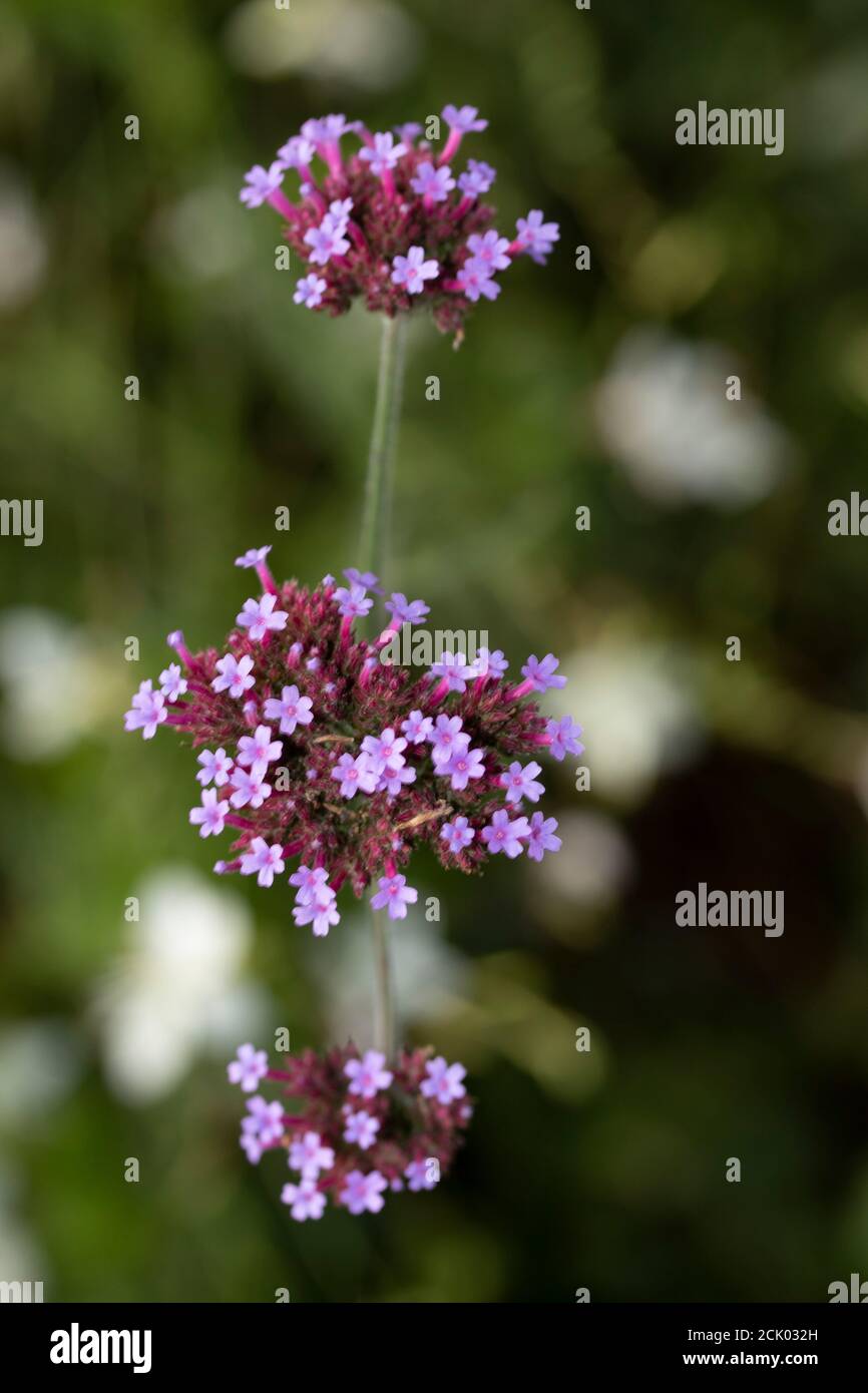 Verbena Bonariensis in a garden setting in bright sunshine Stock Photo ...