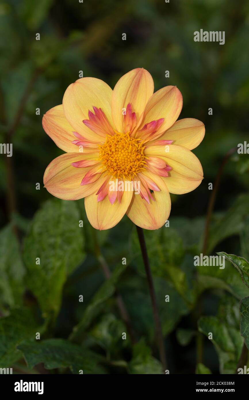 Dahlia Kelsey –Annie Joy, close up natural plant portrait Stock Photo ...
