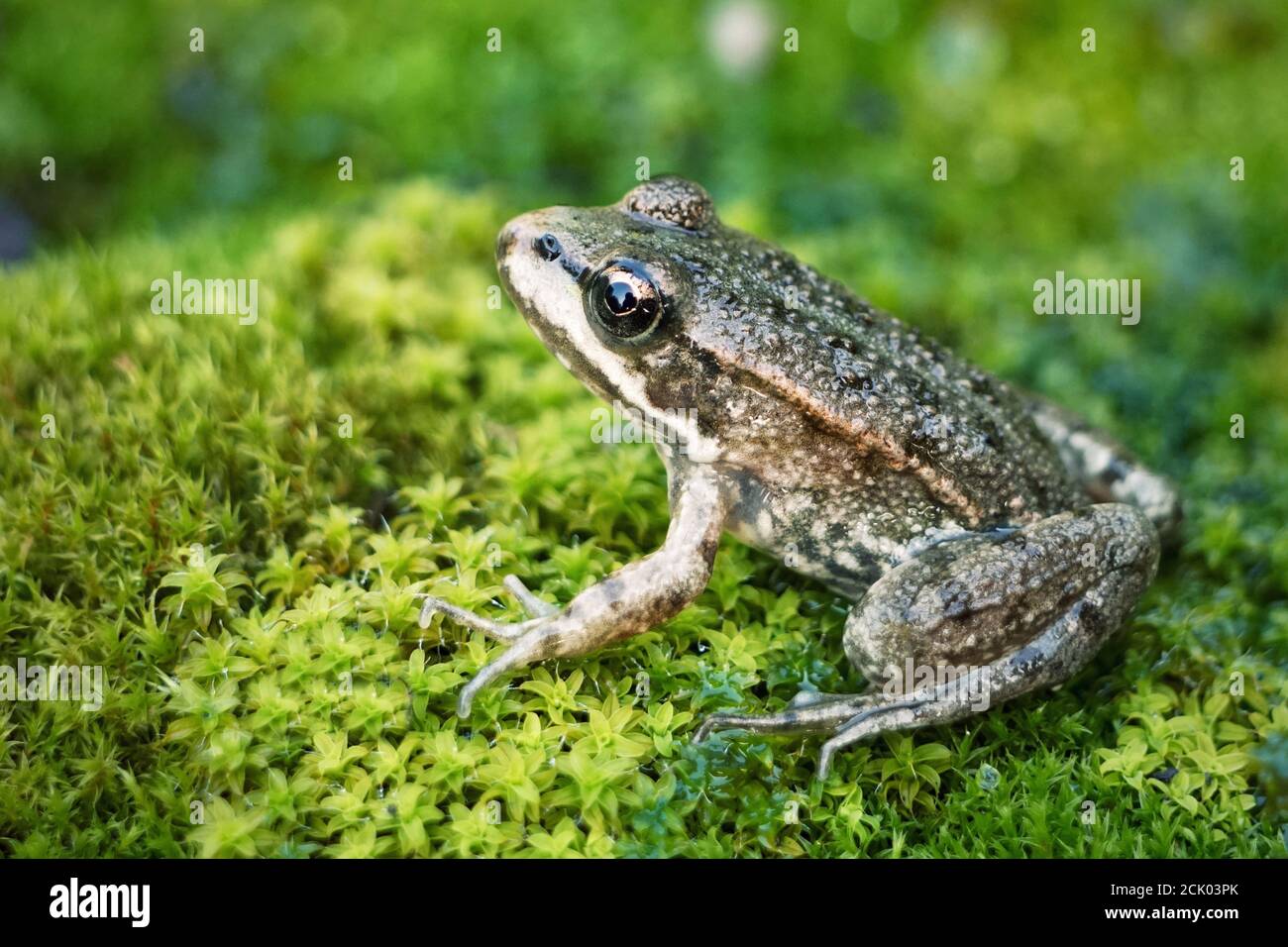 Big female tree frogs hi-res stock photography and images - Alamy