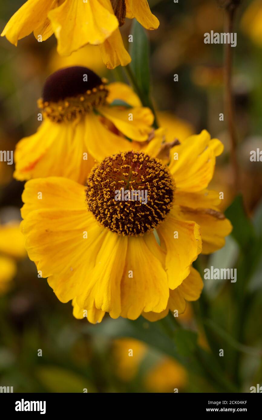 Helenium 'El-Dorado', bright yellow flowers Stock Photo - Alamy