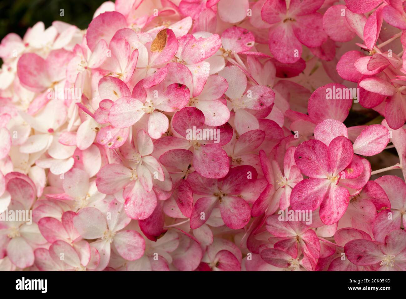 Hydrangea Paniculata ‘Vanille Fraise’ natural flower close-up portraits ...