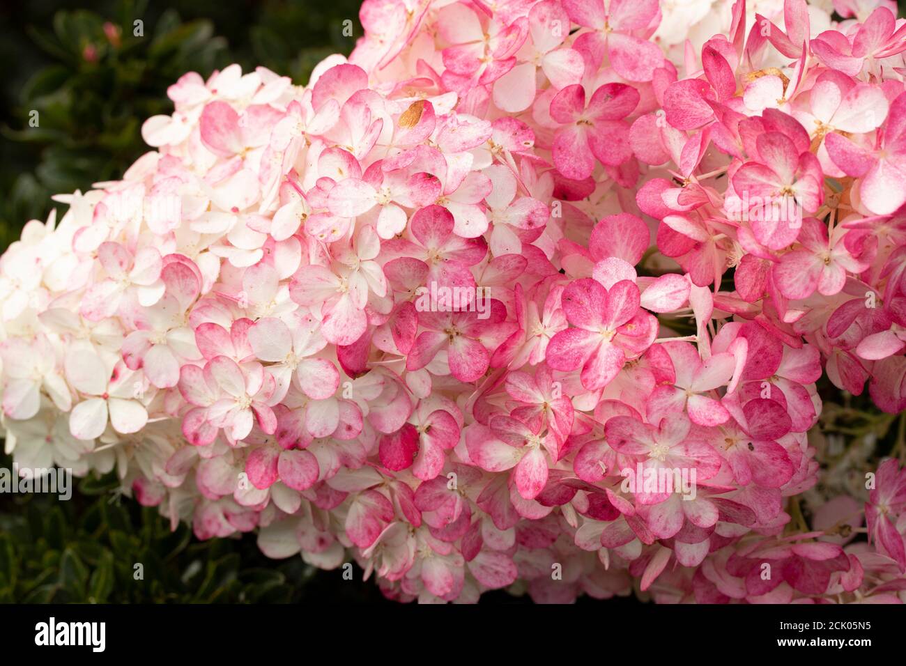 Hydrangea Paniculata ‘Vanille Fraise’ natural flower close-up portraits ...
