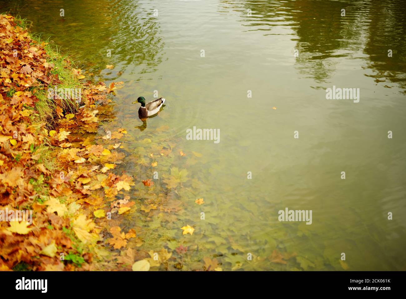 Colorful forest scene in the fall with orange and yellow foliage ...