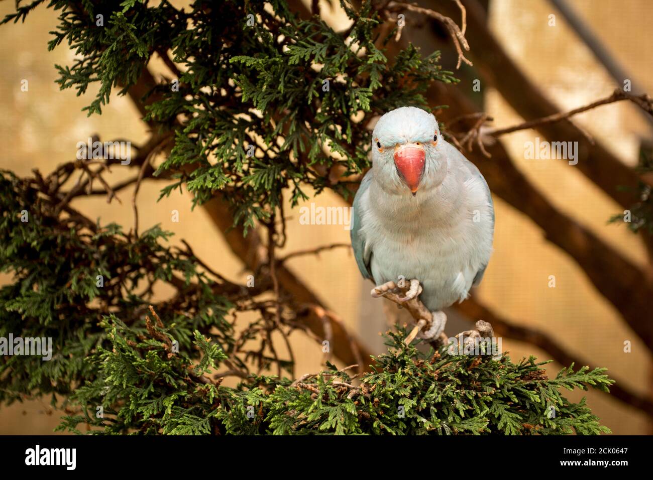 Indian ringed parrot hi-res stock photography and images - Alamy