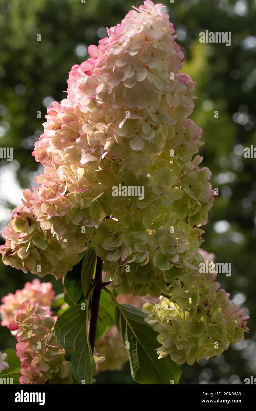 Hydrangea Paniculata ‘Vanille Fraise’ natural flower close-up portraits ...