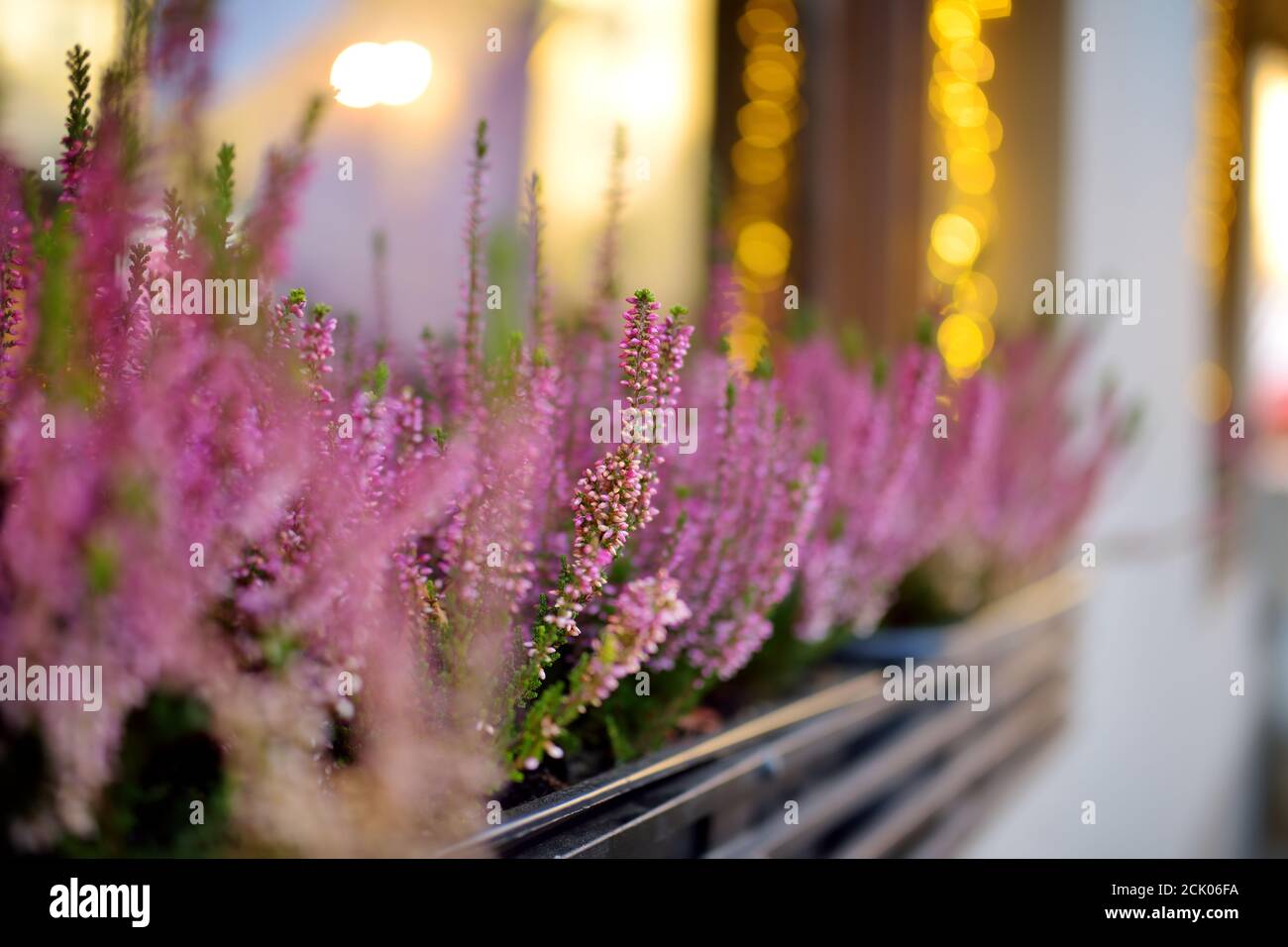 Purple heather plant blossoming in window boxes on a windowsill ...