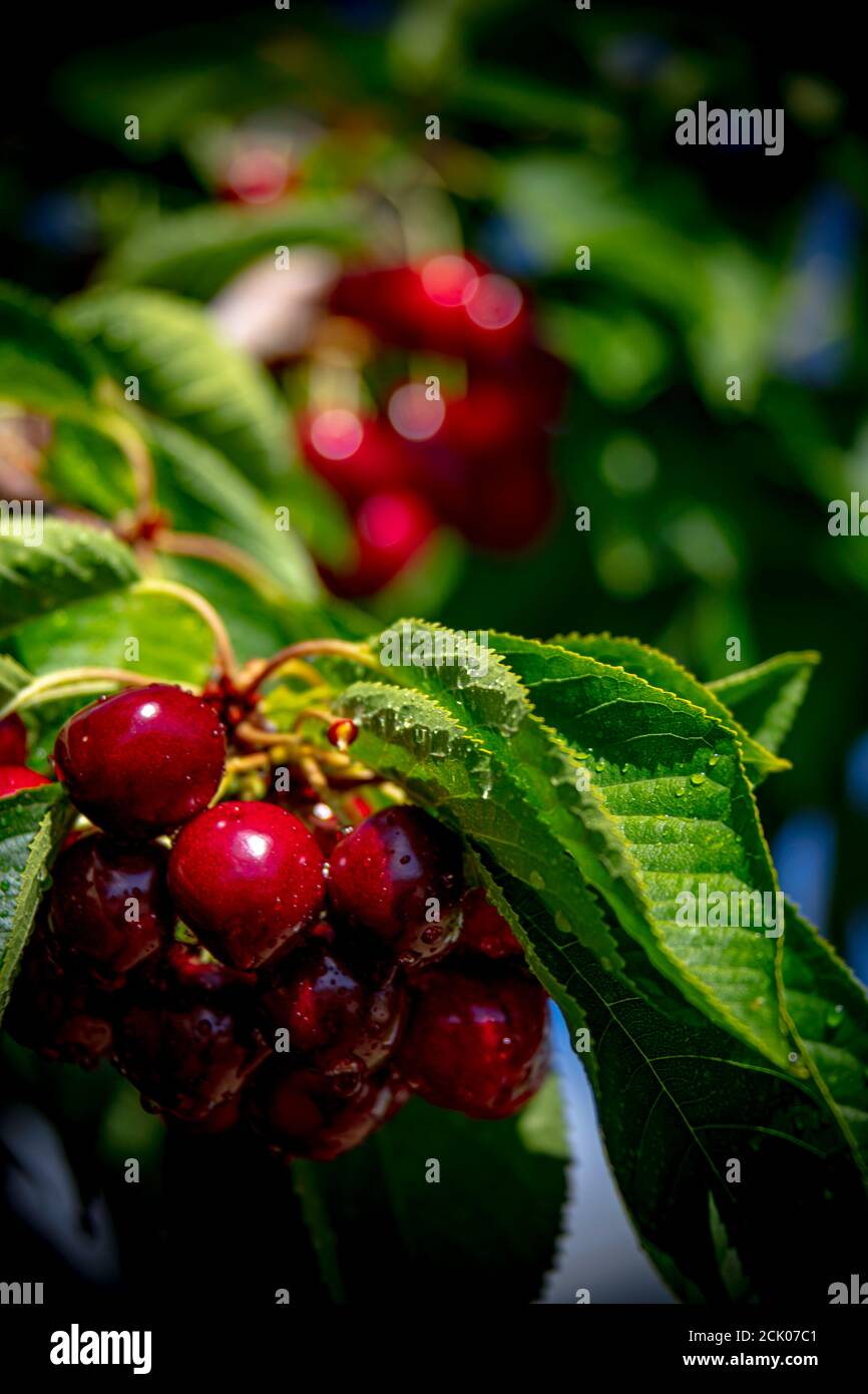 Cherries ripe and ready for harvest Stock Photo - Alamy