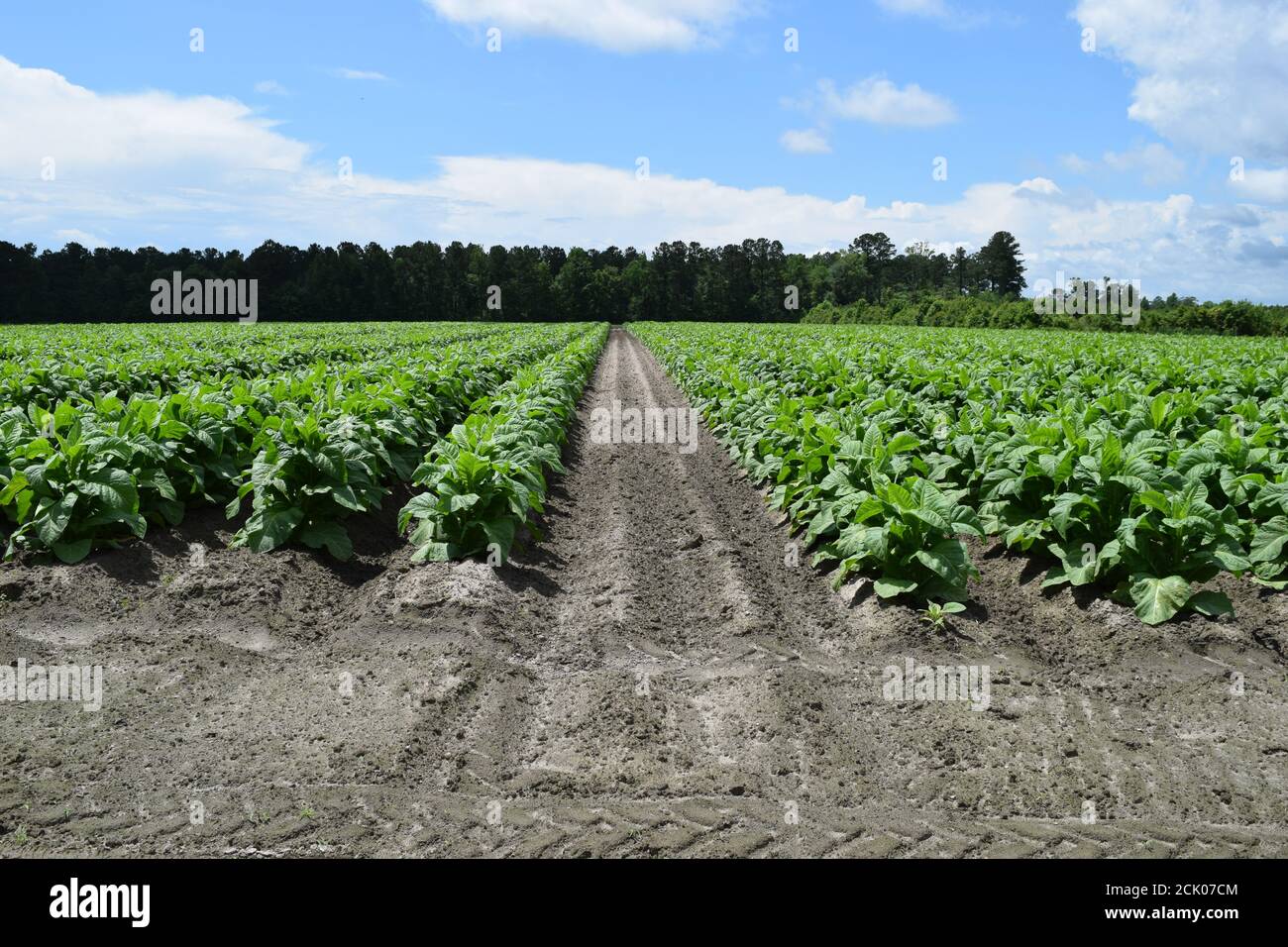 Tobacco farm farming field hi-res stock photography and images - Alamy