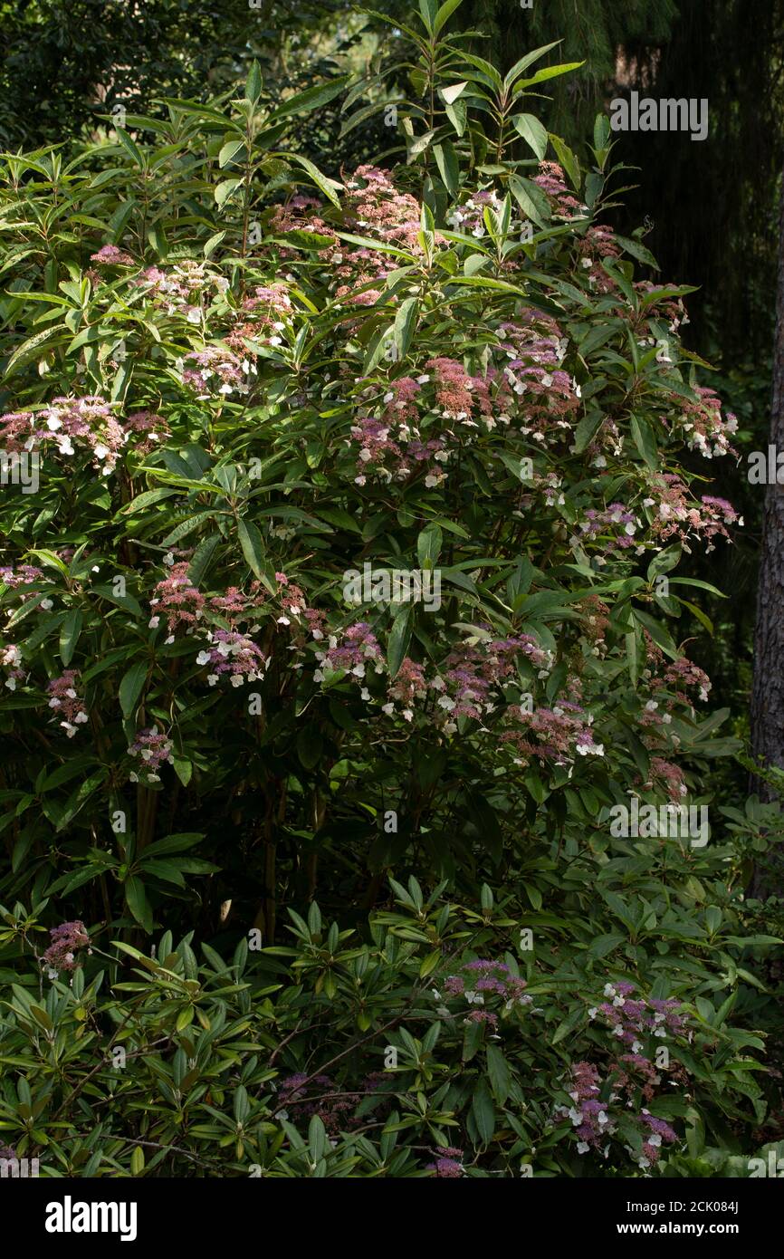 Hydrangea Aspera flowers and plant Stock Photo - Alamy