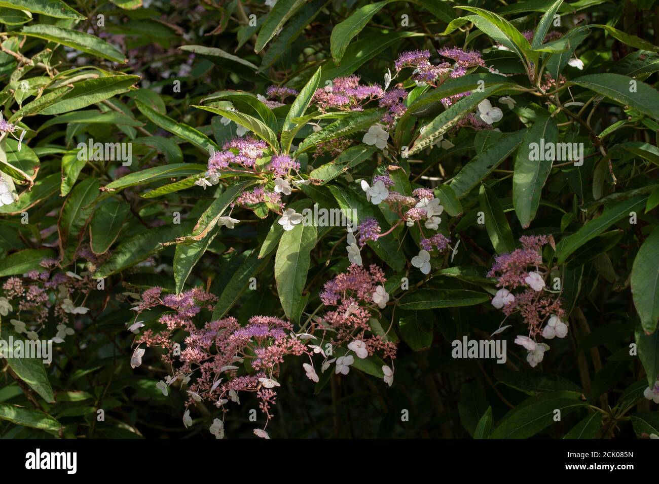 Hydrangea Aspera flowers and plant Stock Photo - Alamy