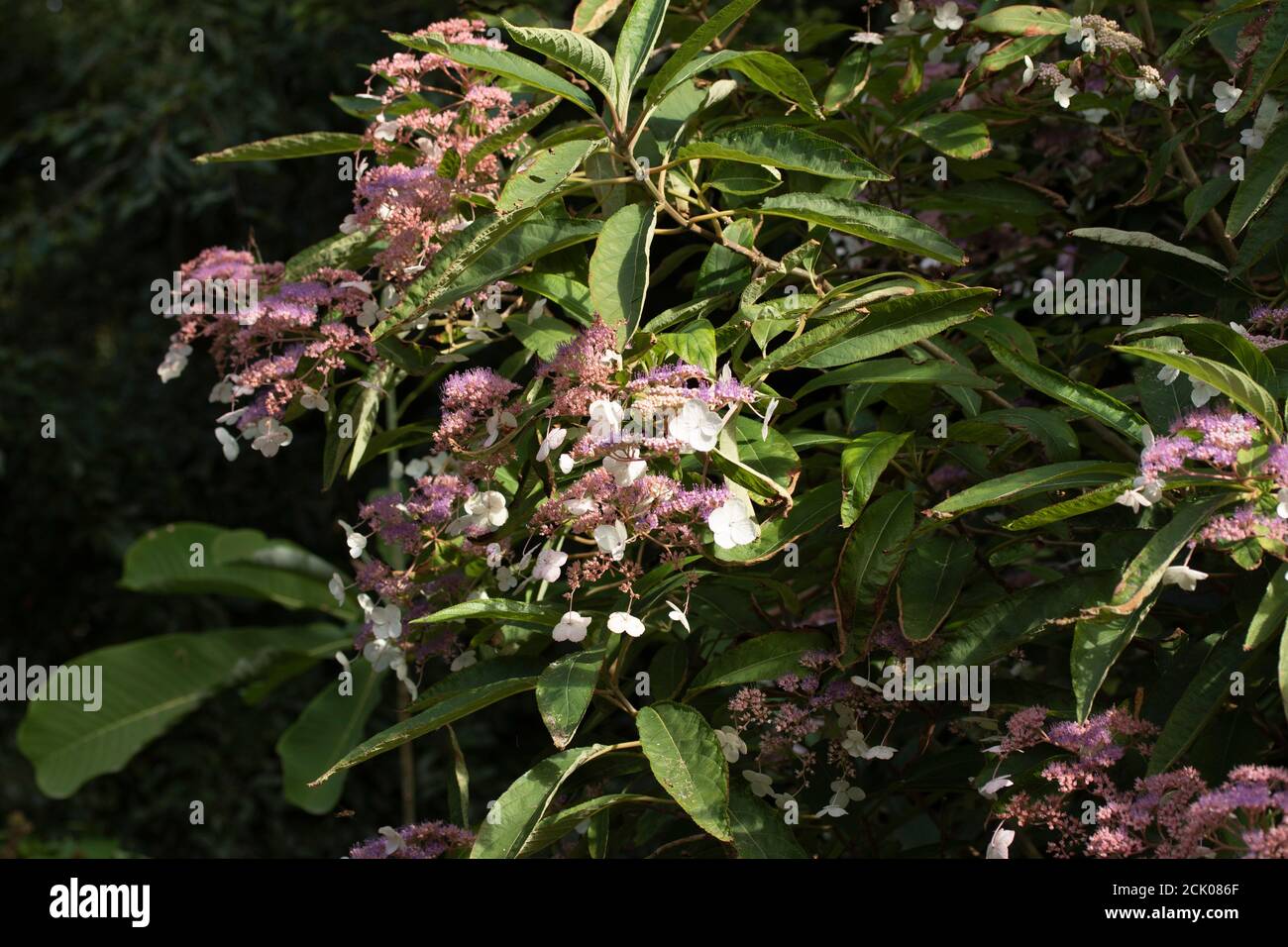 Hydrangea Aspera flowers and plant Stock Photo - Alamy