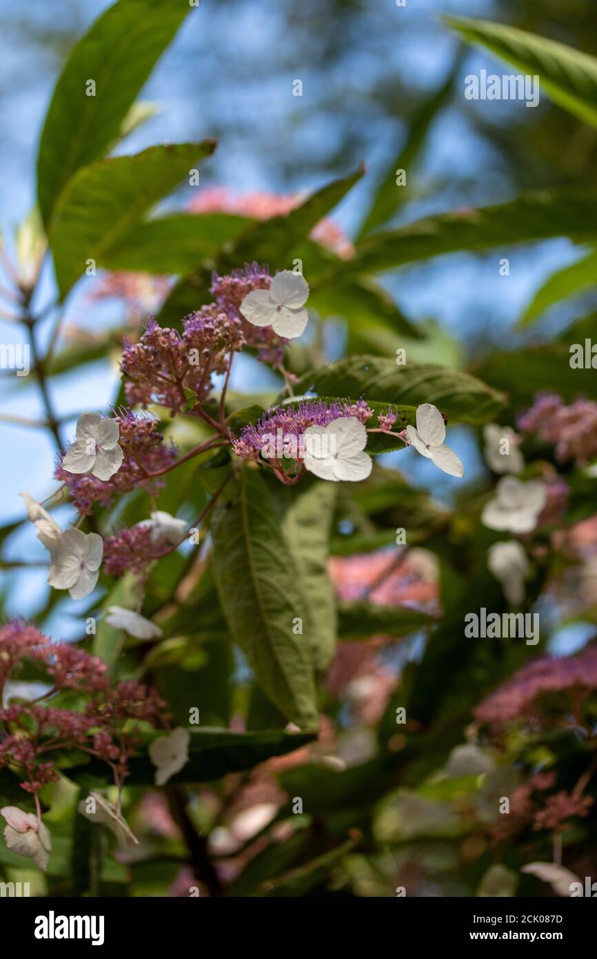 Hydrangea Aspera flowers and plant Stock Photo - Alamy