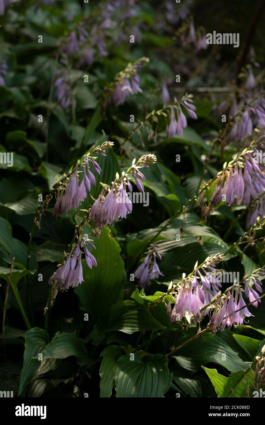Hostas with flowers and Foliage Stock Photo - Alamy