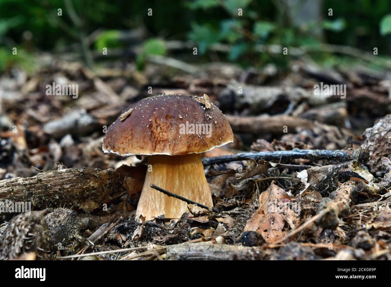 Boletus edulis edible mushroom is growing in the forest Stock Photo - Alamy