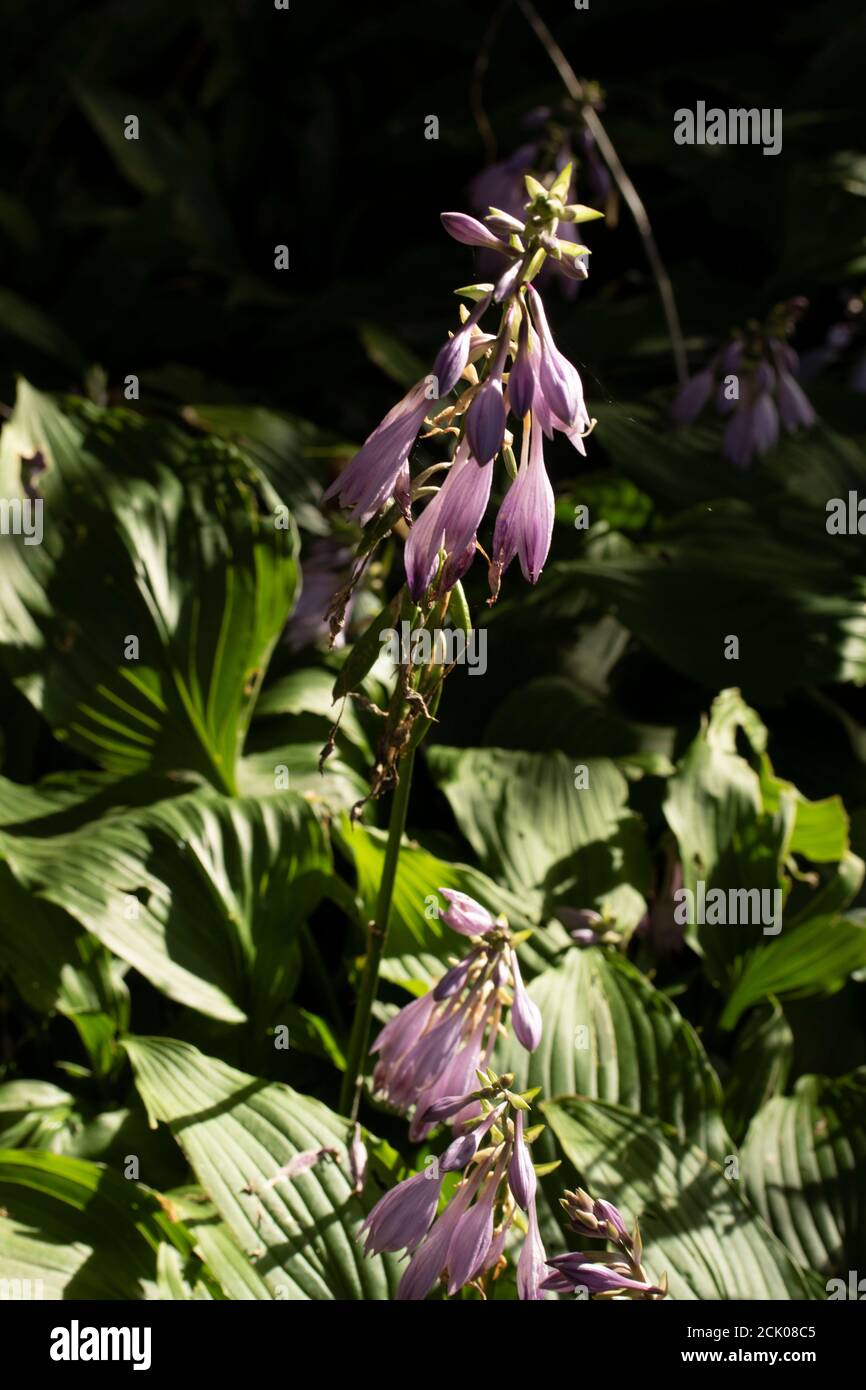 Hostas with flowers and Foliage Stock Photo - Alamy