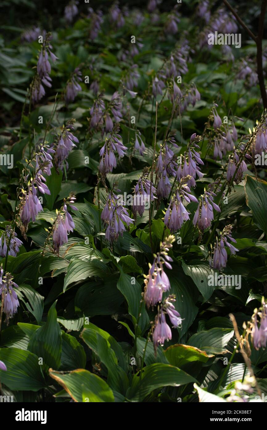 Hostas with flowers and Foliage Stock Photo - Alamy