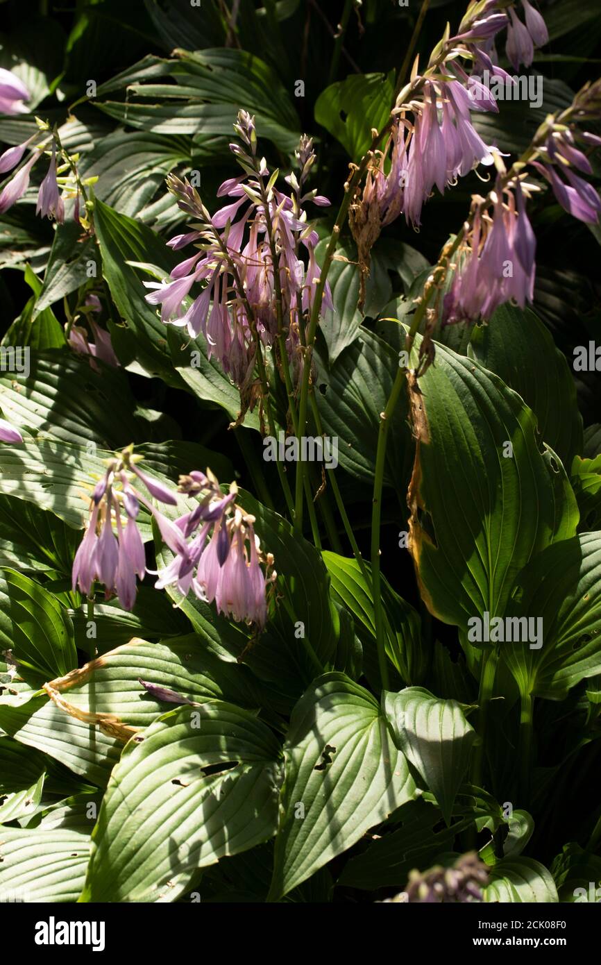 Hostas with flowers and Foliage Stock Photo - Alamy