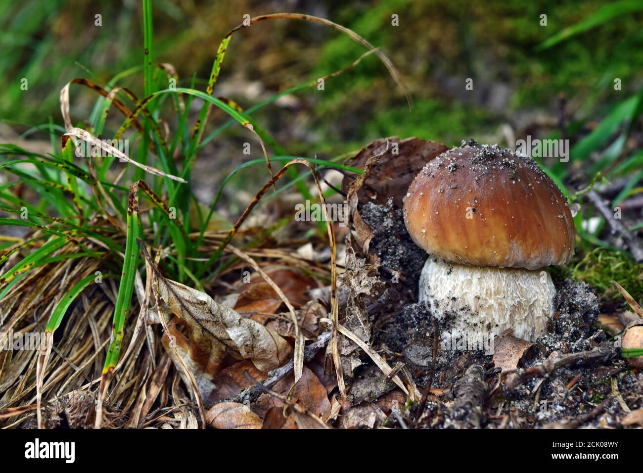 Boletus edulis edible mushroom is growing in the forest Stock Photo - Alamy
