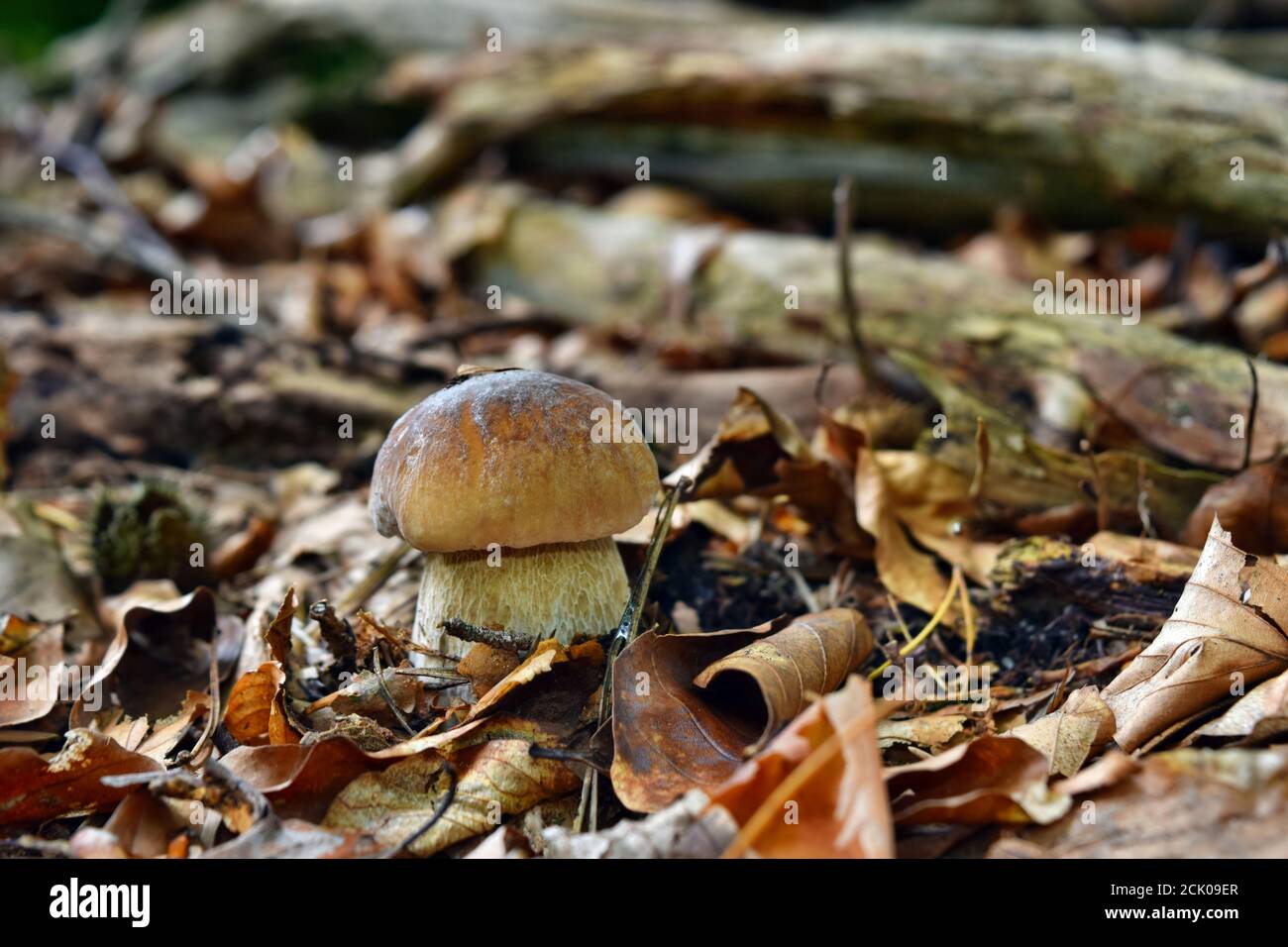 Boletus edulis edible mushroom is growing in the forest Stock Photo - Alamy