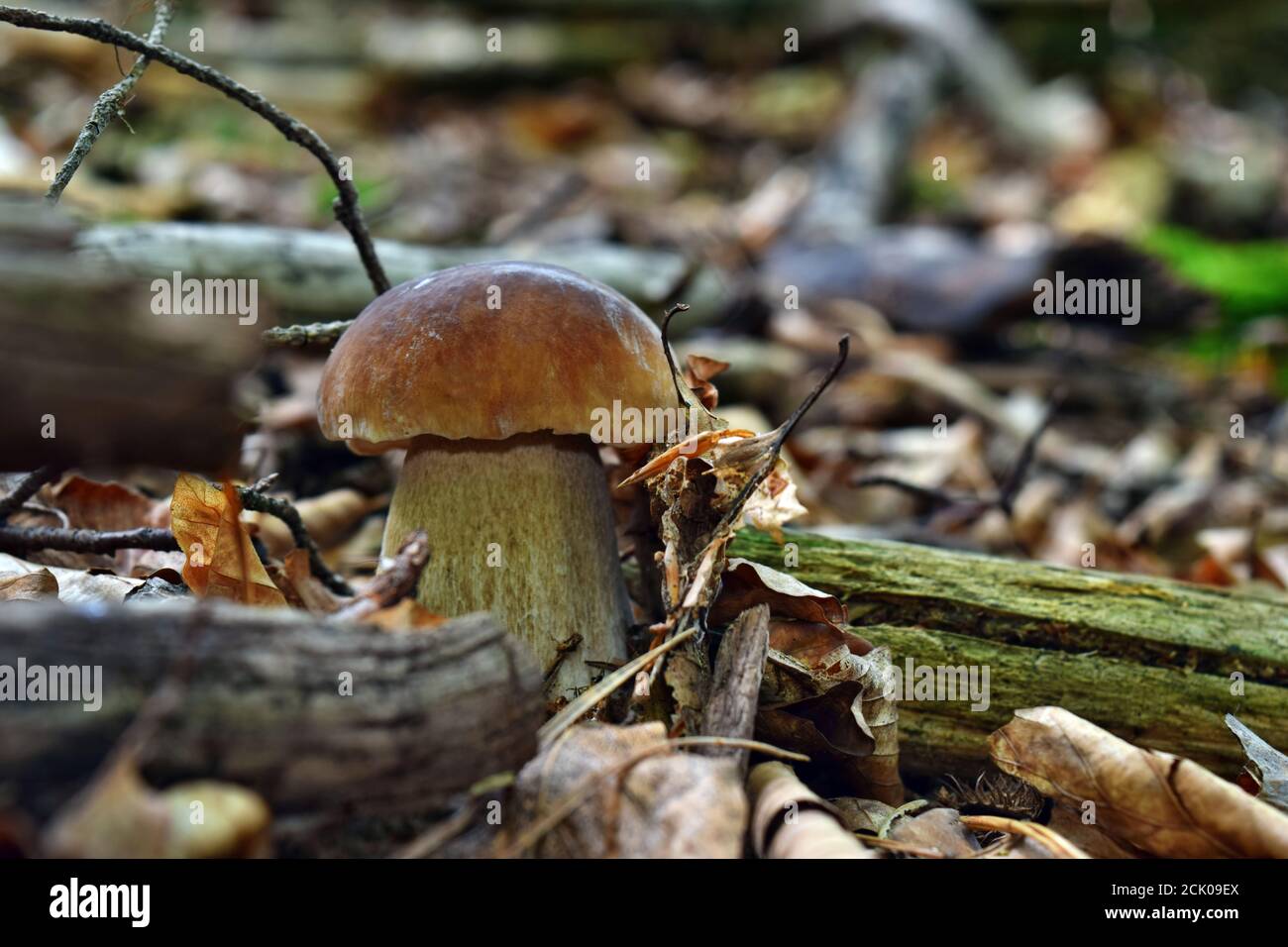 Boletus edulis edible mushroom is growing in the forest Stock Photo - Alamy