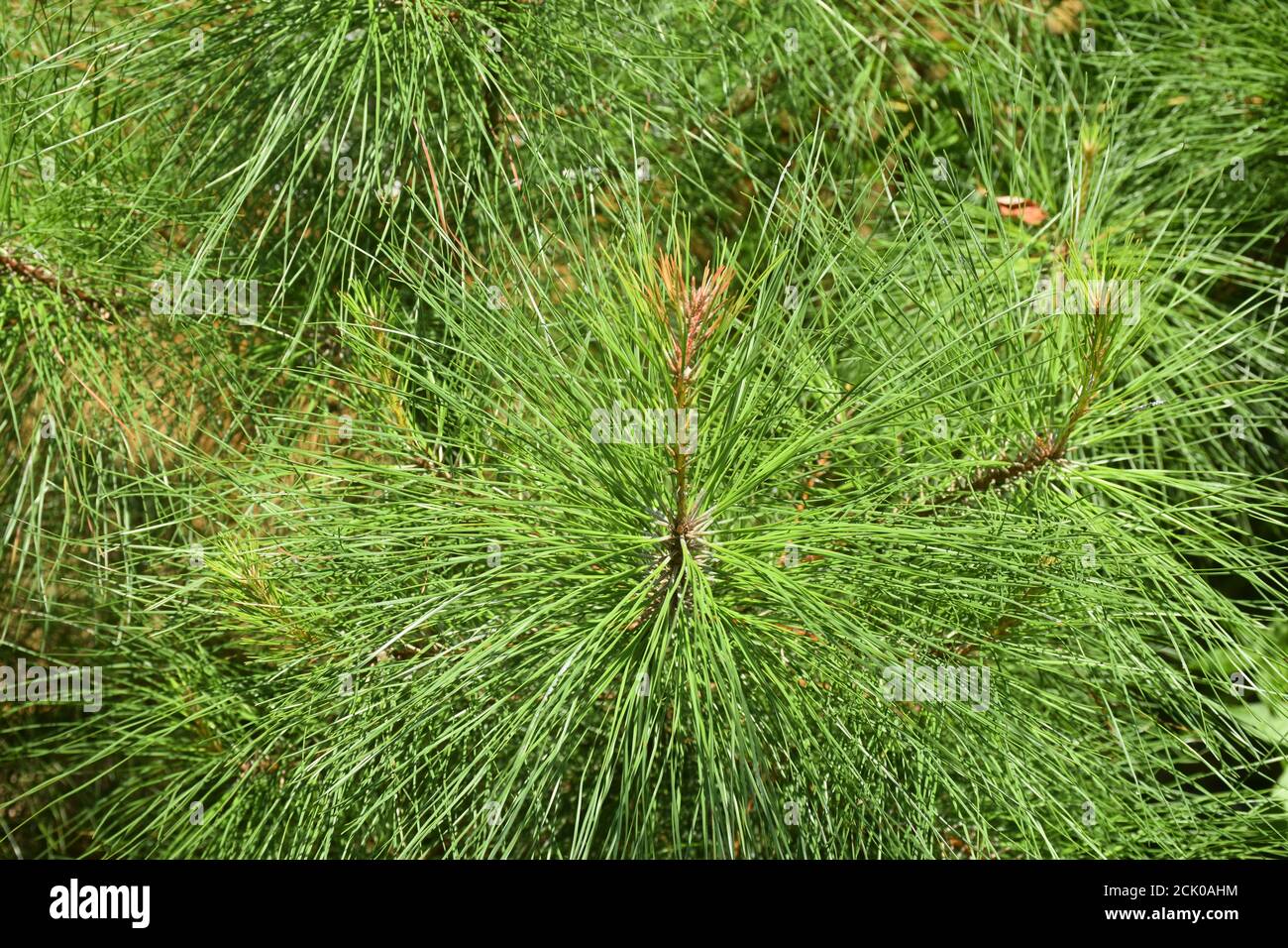 A Closeup of a Long Leaf Pine Tree Stock Photo - Alamy