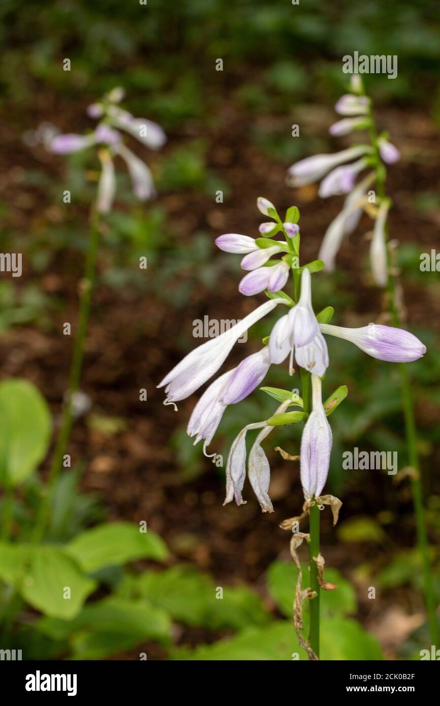 Hosta Honeybells flower and foliage close-up in natural garden ...
