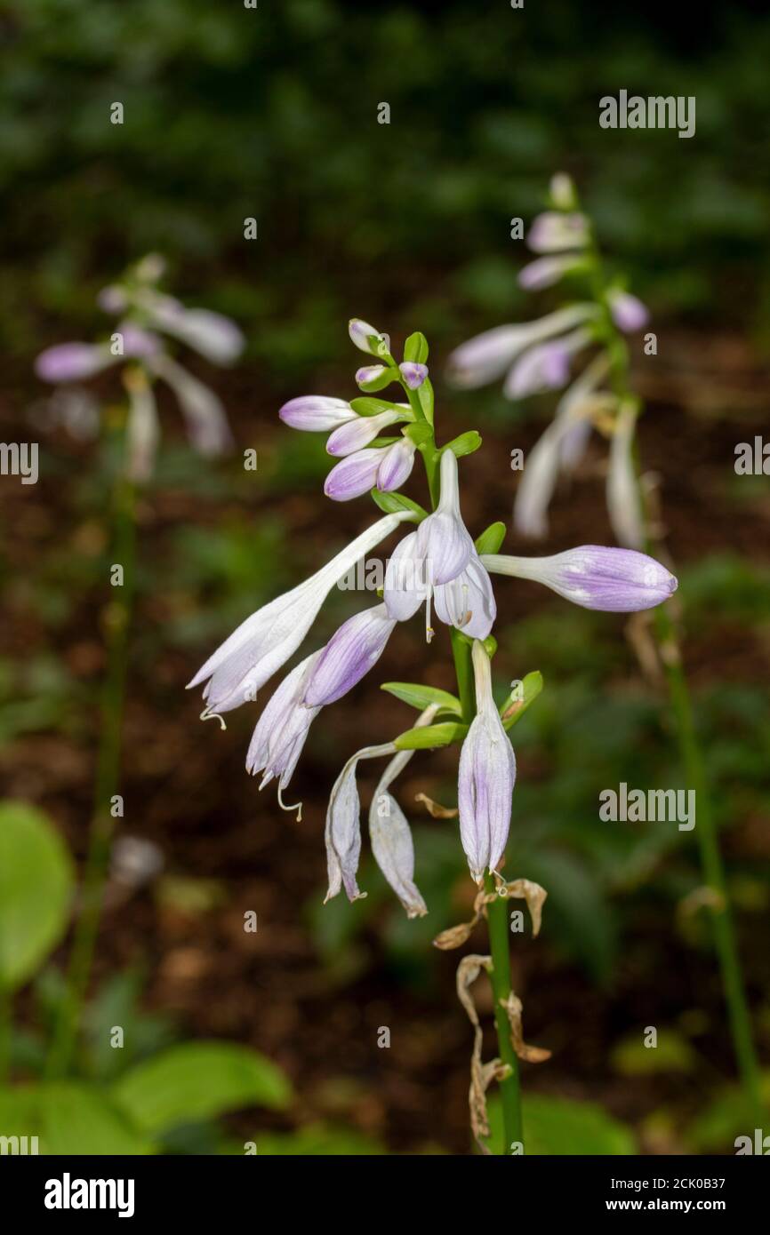 Hosta Honeybells flower and foliage close-up in natural garden ...