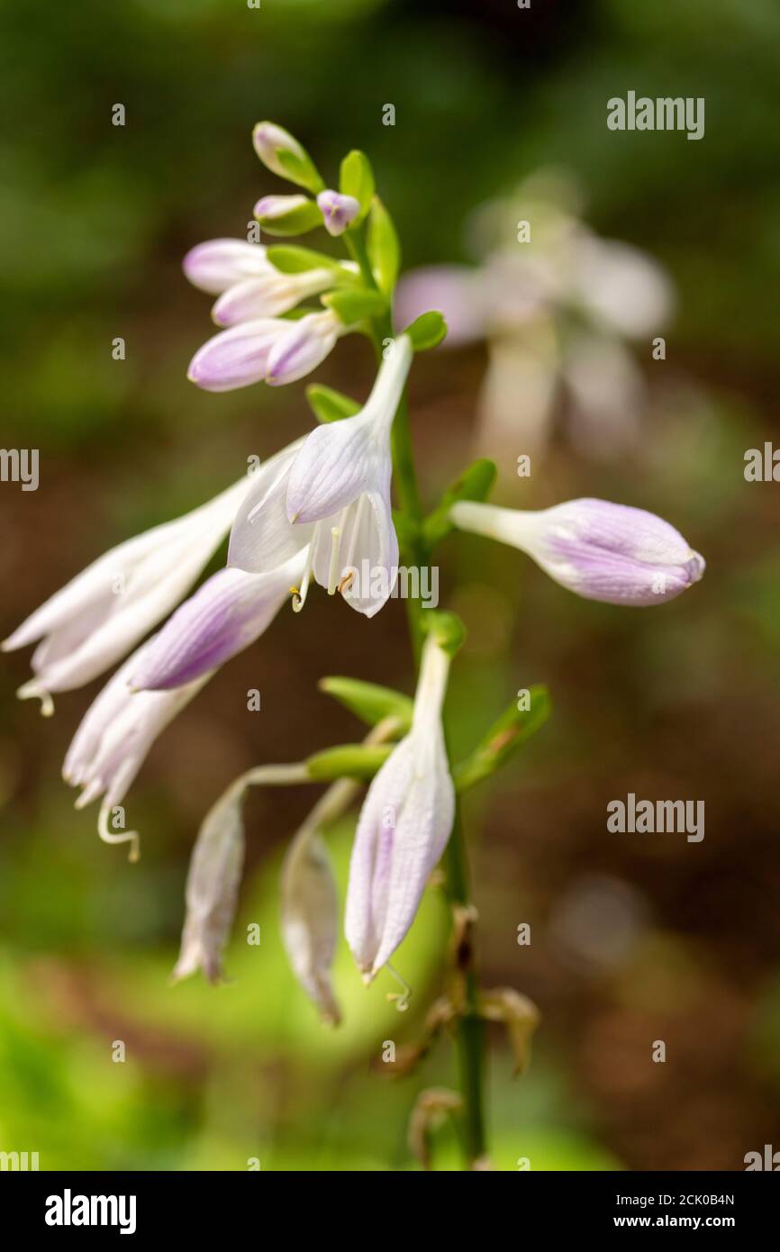 Hosta Honeybells flower and foliage close-up in natural garden ...