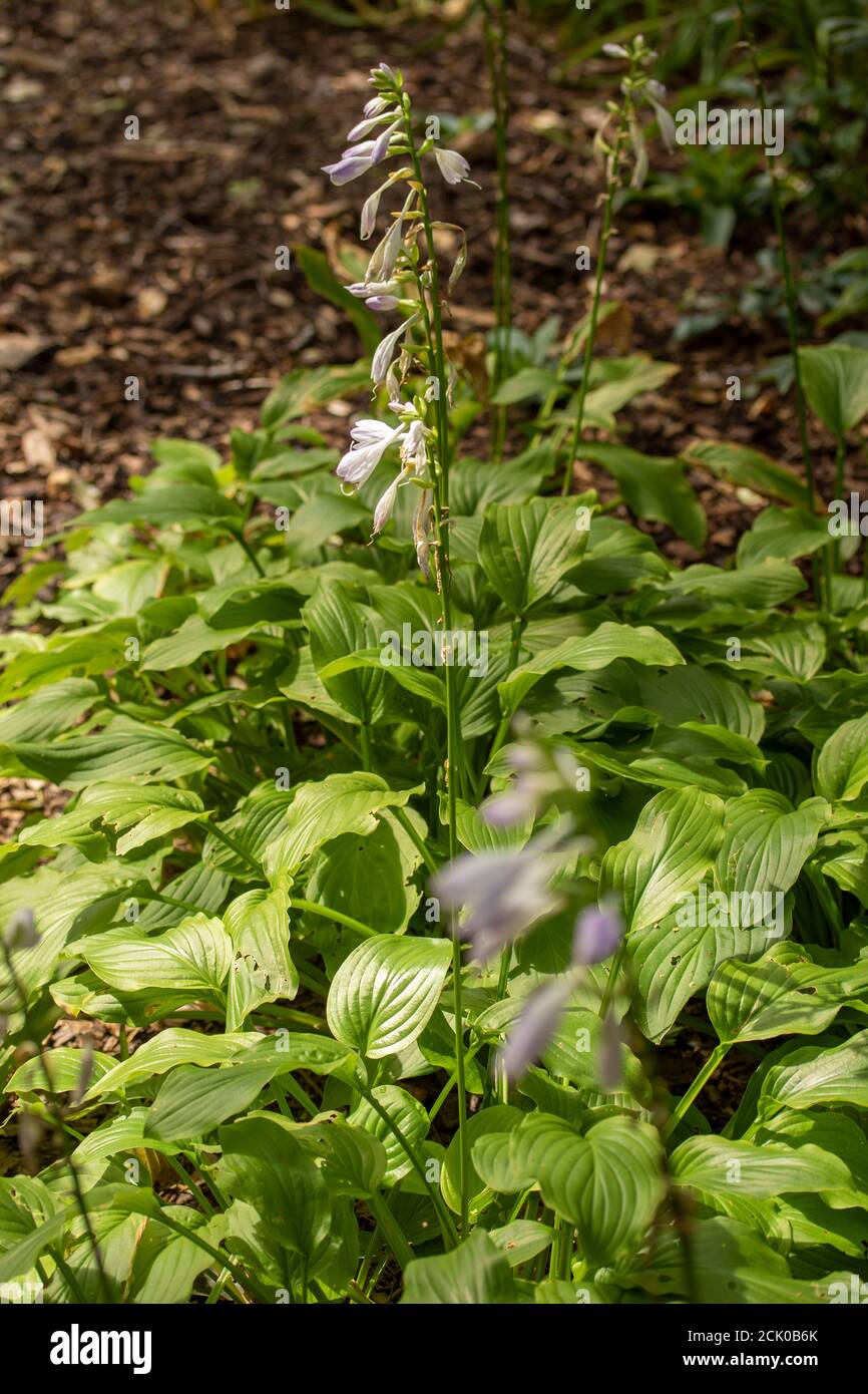 Hosta Honeybells flower and foliage close-up in natural garden ...