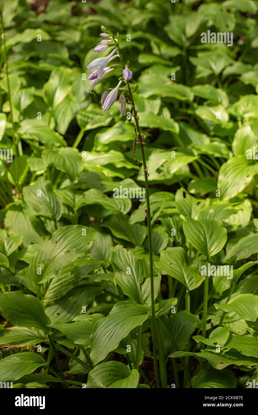 Hosta Honeybells flower and foliage close-up in natural garden ...