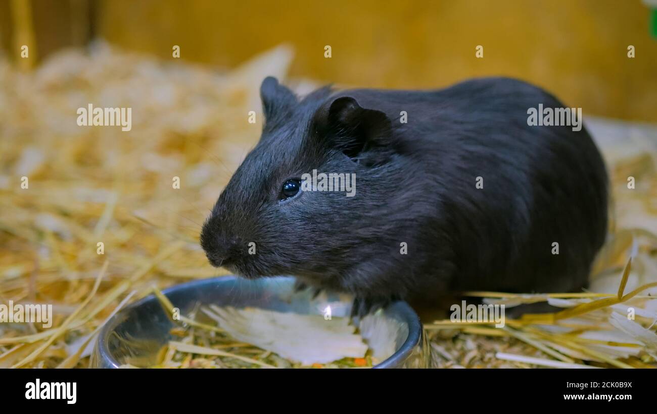 Black guinea pig eating in conatct zoo Stock Photo - Alamy