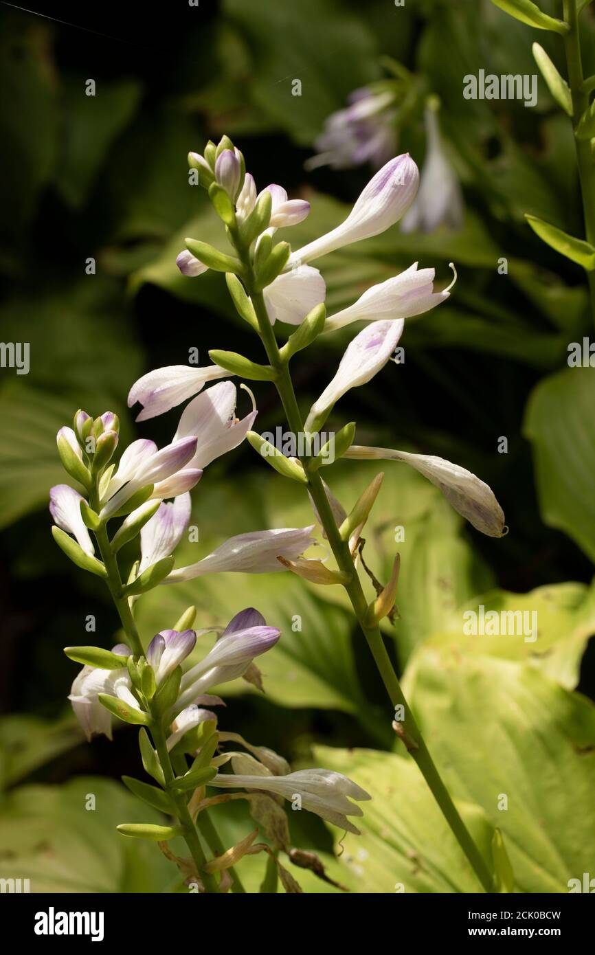 Hosta Honeybells flower and foliage close-up in natural garden ...