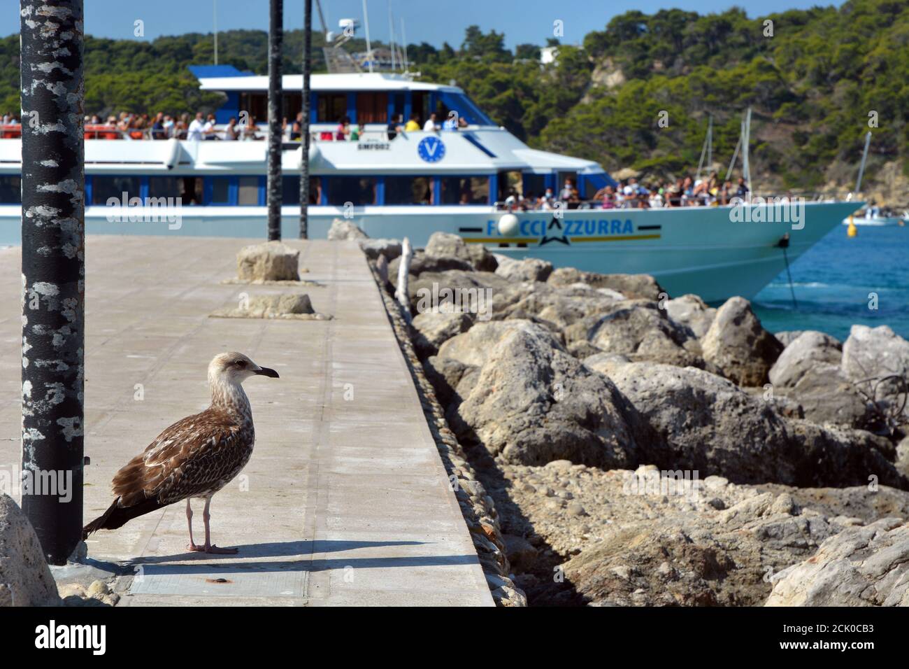 Tremiti, Puglia, Italy -08/28/2020 - A seagull at the port of the ...