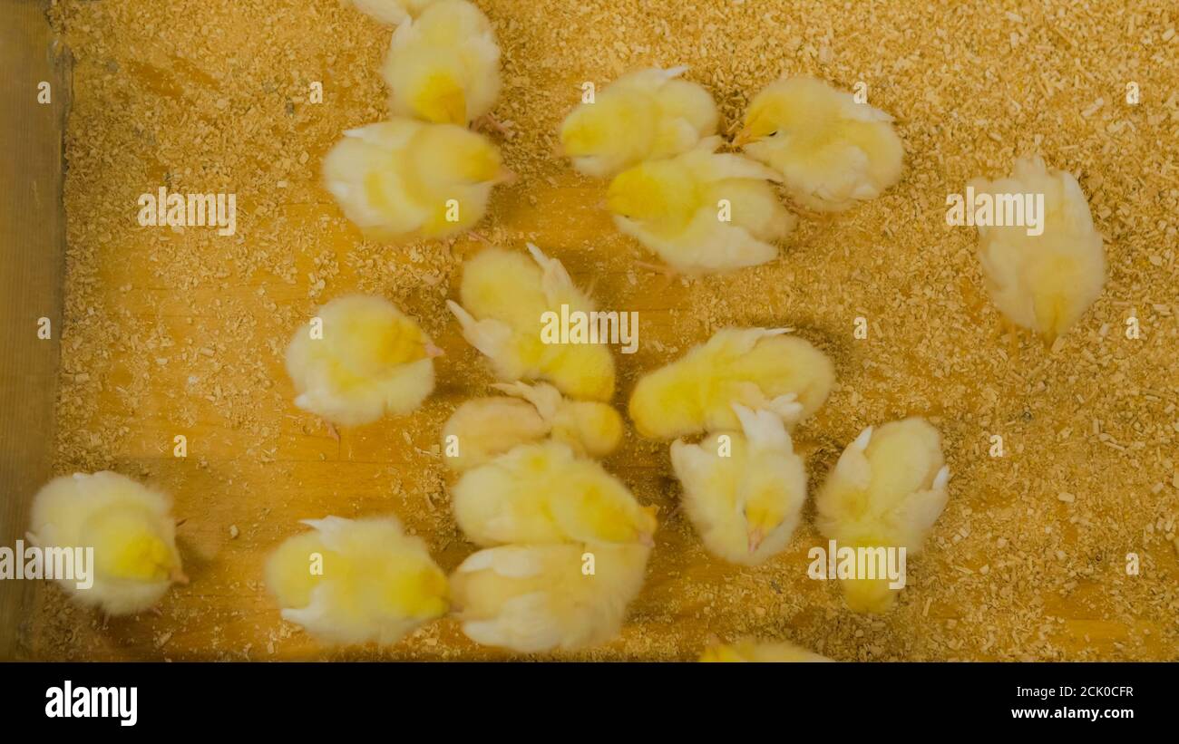 Top view of group of baby chickens at contact zoo Stock Photo - Alamy