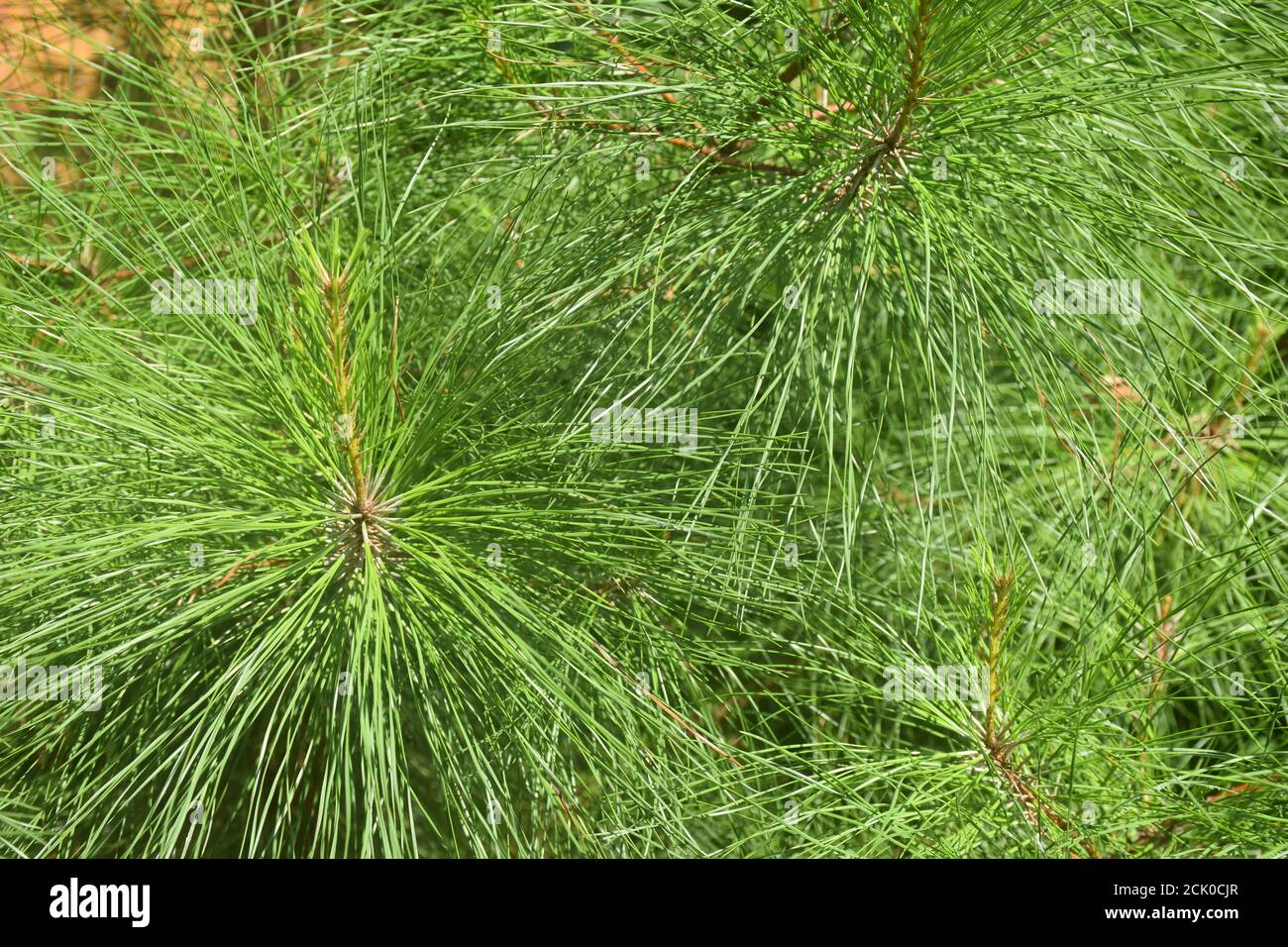 Long leaf pine tree hi-res stock photography and images - Alamy