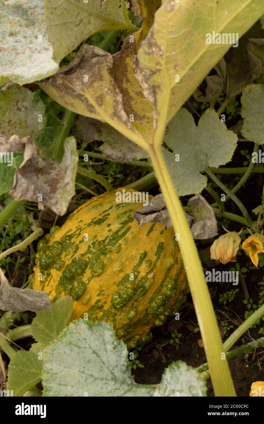 Squash (pumpkin) 'Musquee de Maroc growing amongst its vegetation Stock ...